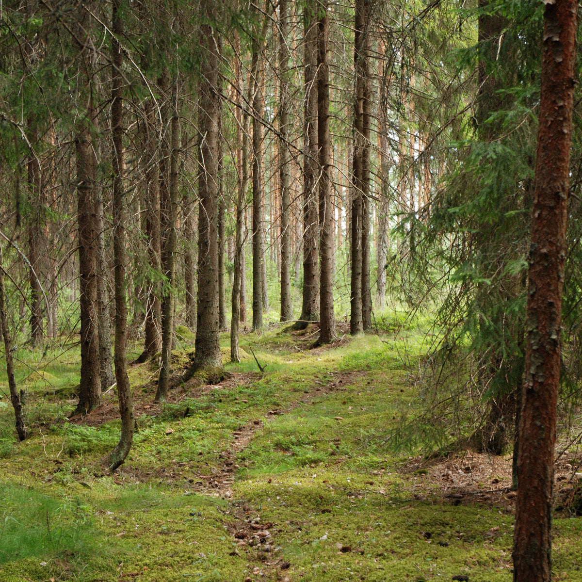 Nordic Fairytale Forest - Reference Pack – Uinamo